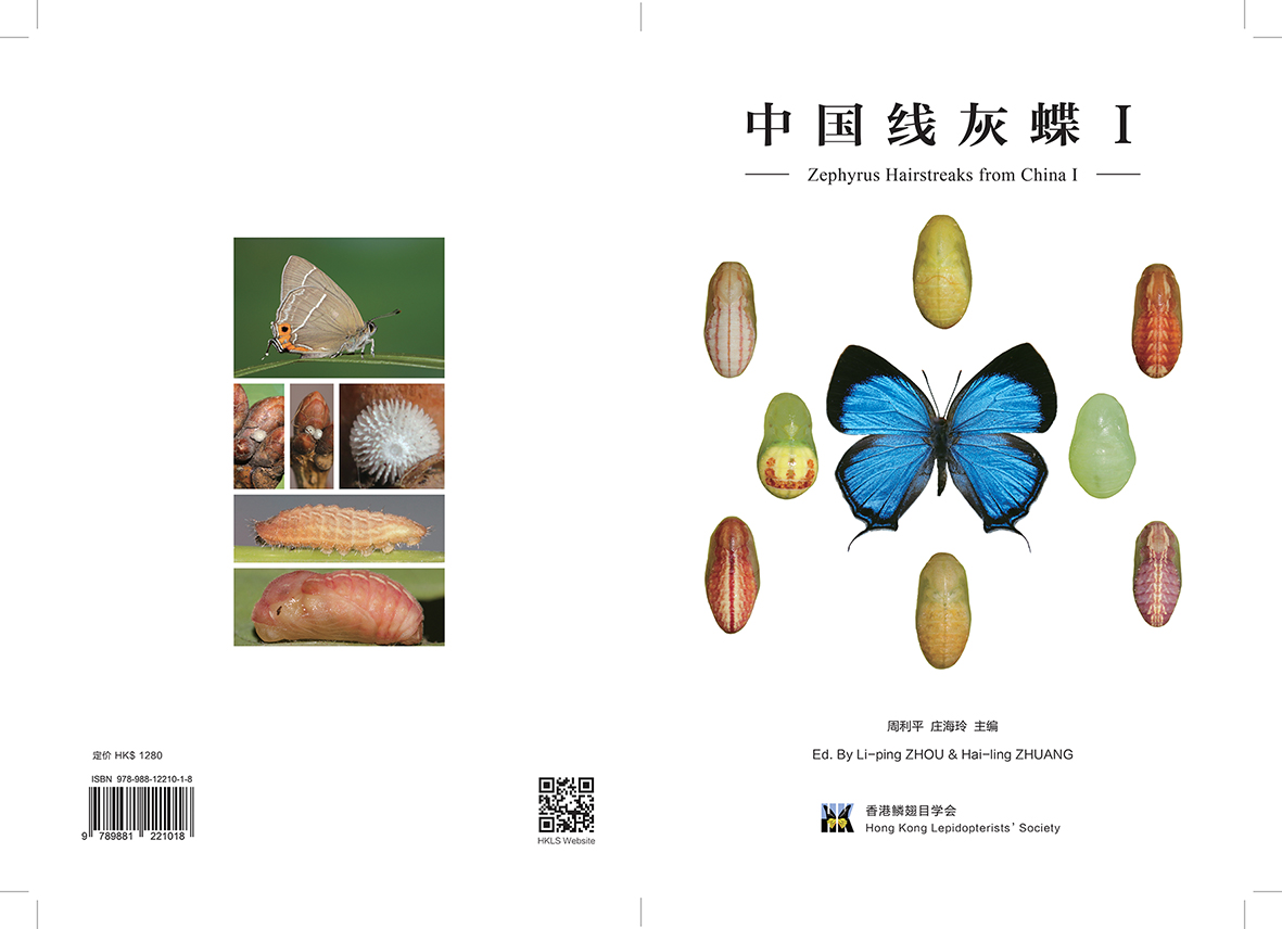 中国线灰蝶 I Zephyrus Hairstreaks from China I | 香港鱗翅目學會